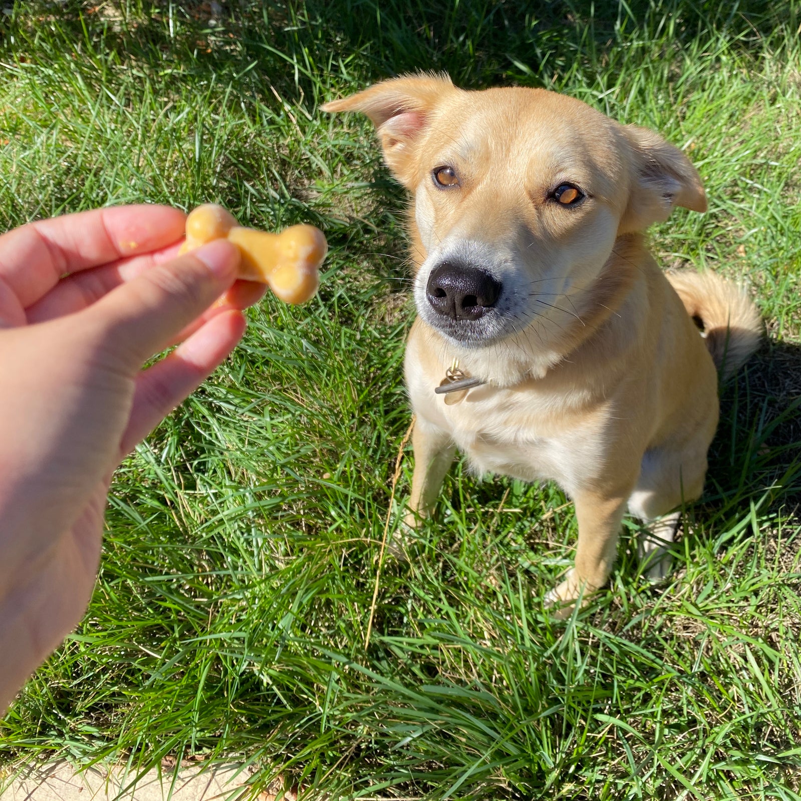 Coco Dog Treats – Life Refreshed Brands - Real Coco