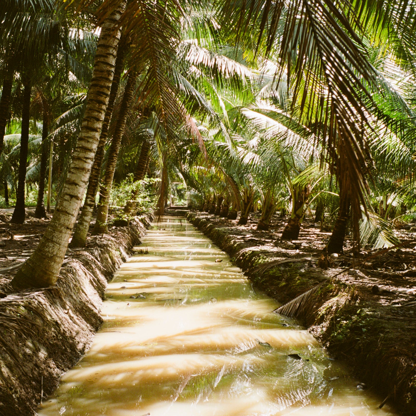 Life Refreshed Brands Real© Coco - Organic Coconut Products